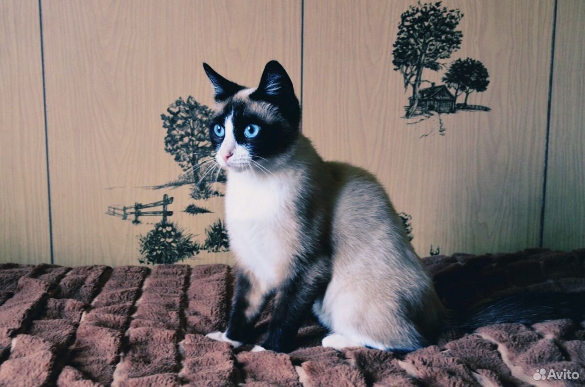 Отдам сиамскую кошечку
