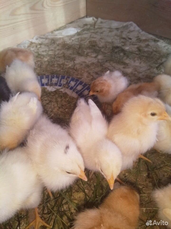 Цыпленок яйца мясная