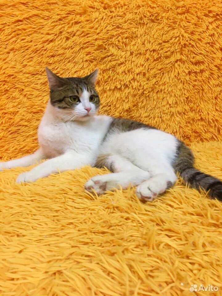 Кот в добрые руки