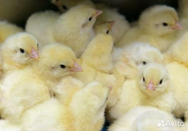 Цыплята бройлера кобб-500