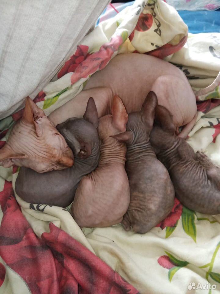 Коята сфинкс