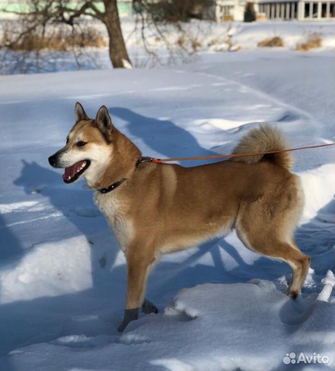 Лайка зсл Вязка