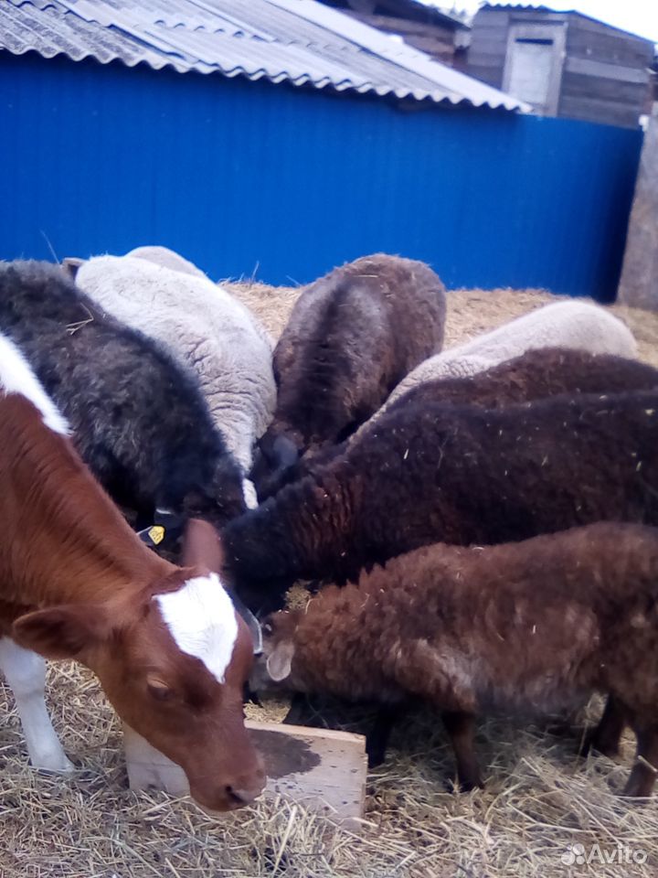 Продам овец