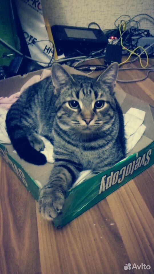 Юный ласковый котик в добрые руки