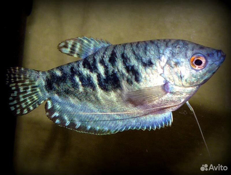 Обменяю рыбок