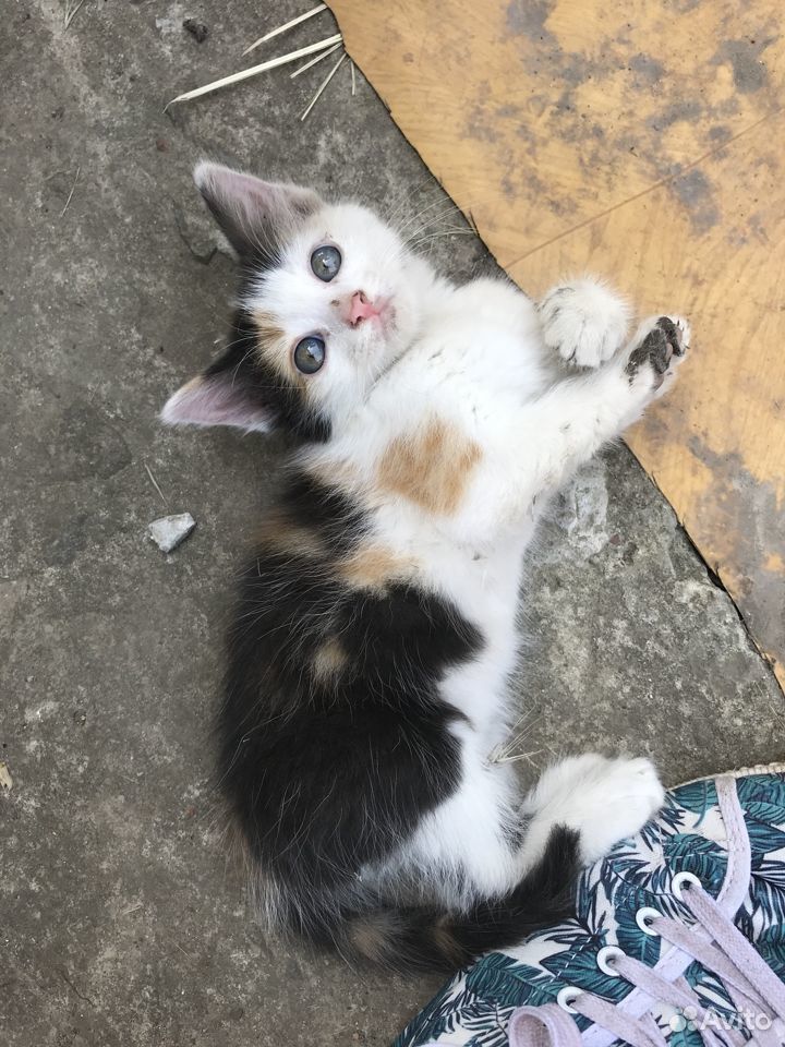 Отдам котёнка
