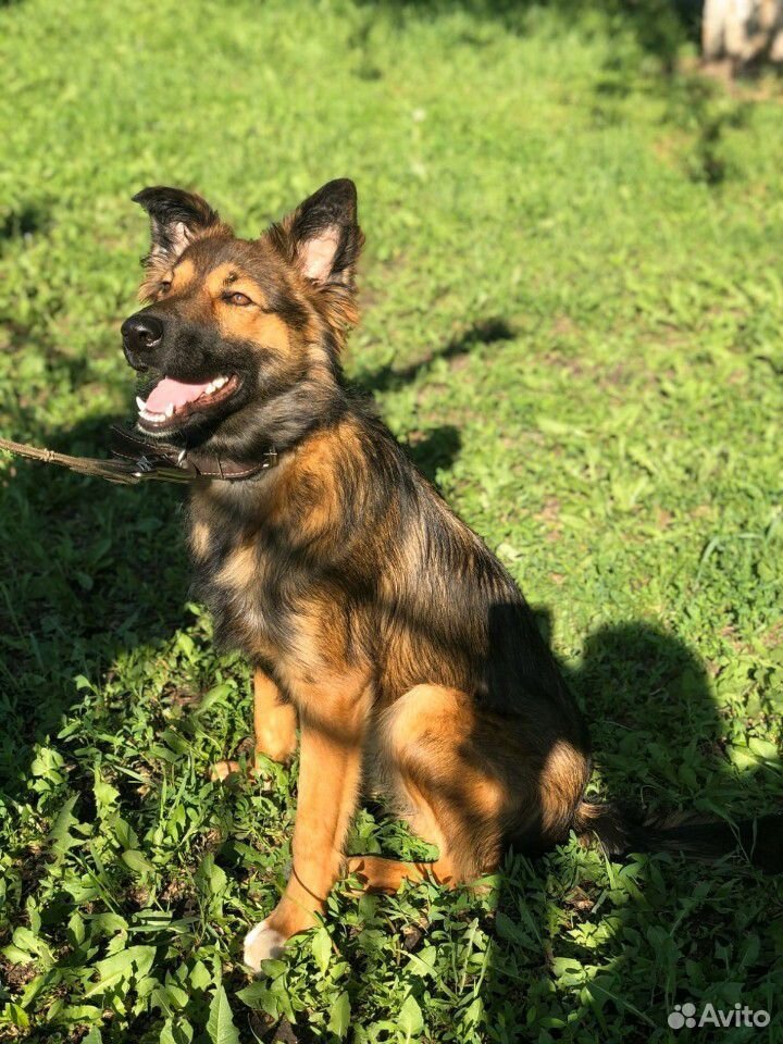 Отдадим в хорошие и ответственные руки