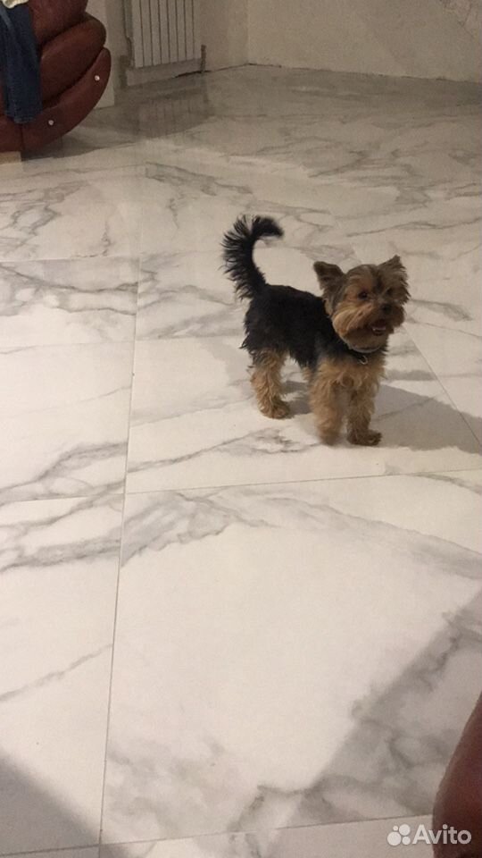 Кобель для вязки Супер мини