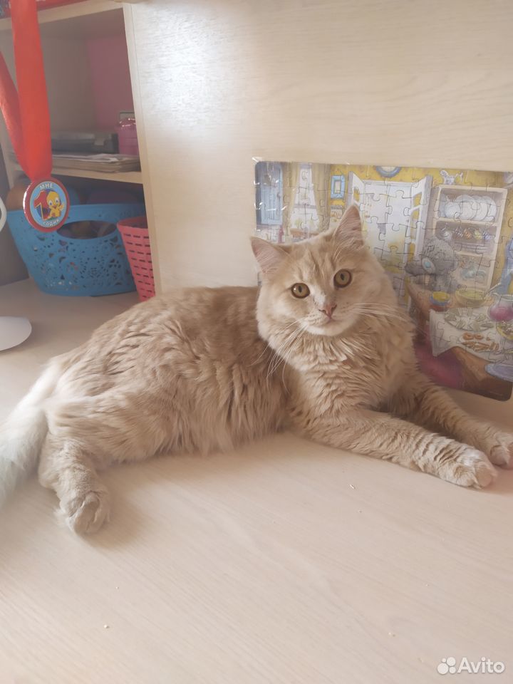 Красивый котик