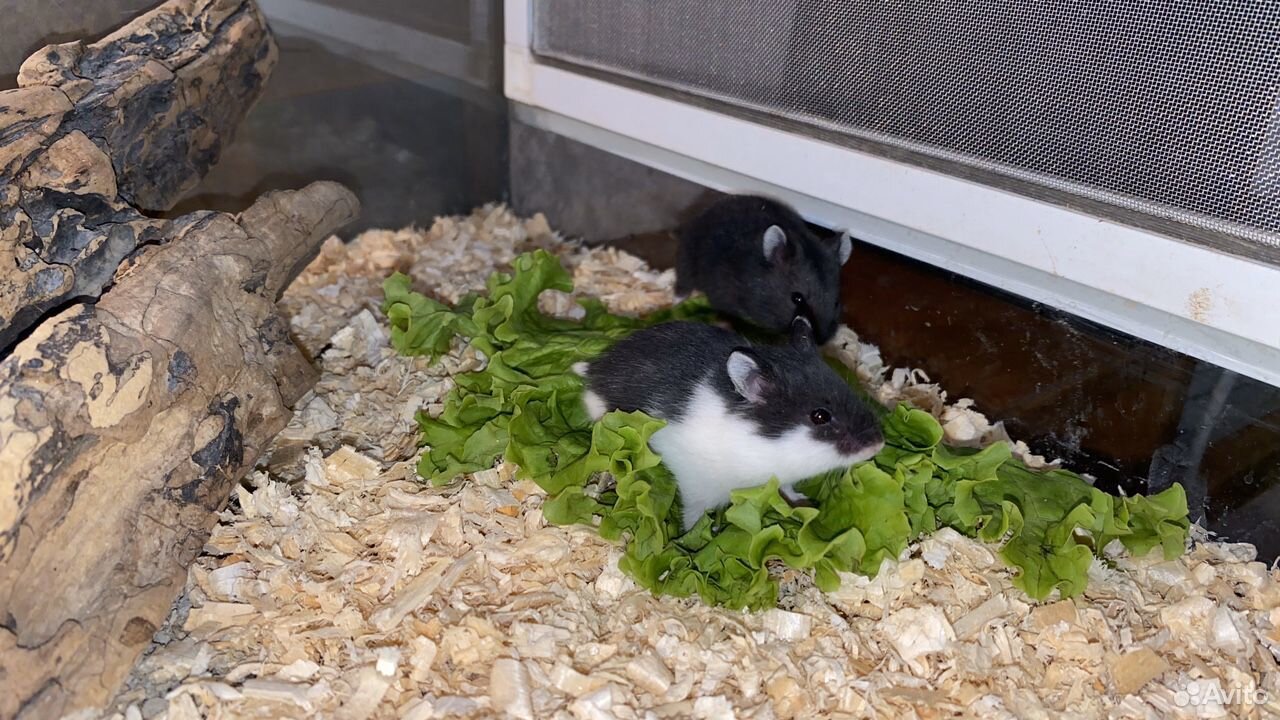 Хомячки Кэмпбелла