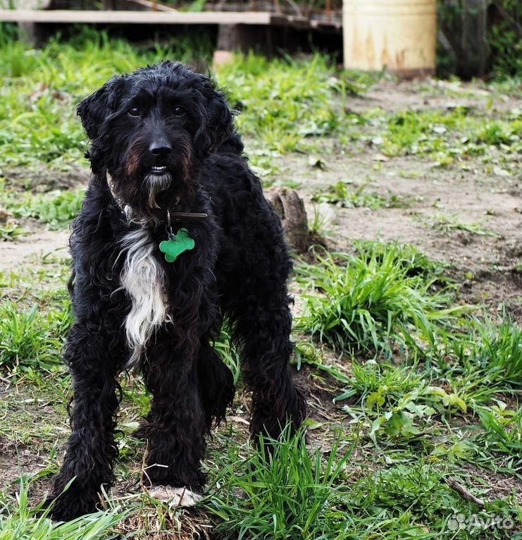 Тошка ищет семью