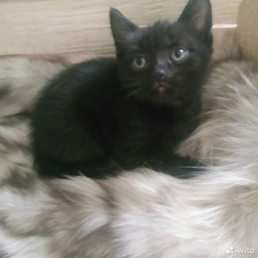 Черненький котенок мальчик и девочка в дар