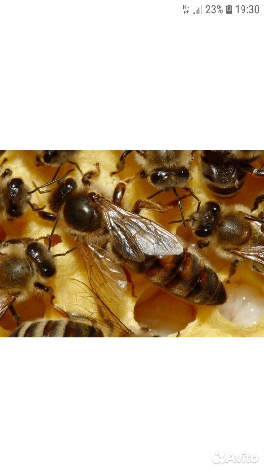 Пчеломатки