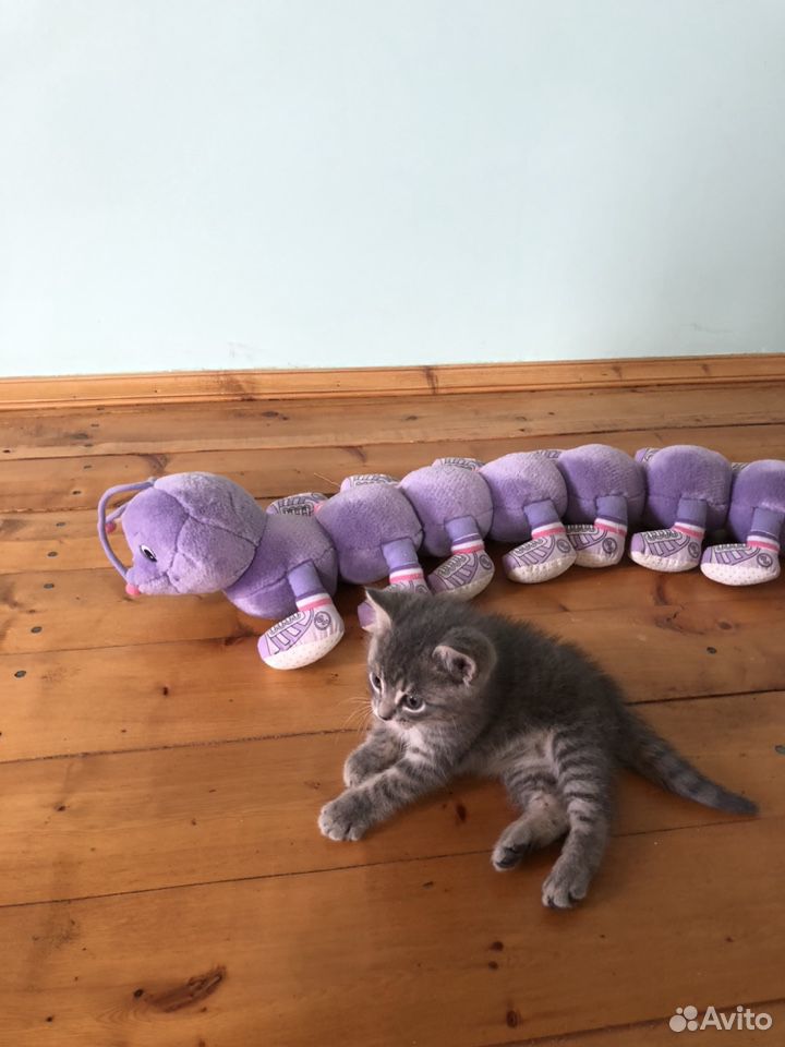 Хвост морковкой,сам с ладошку