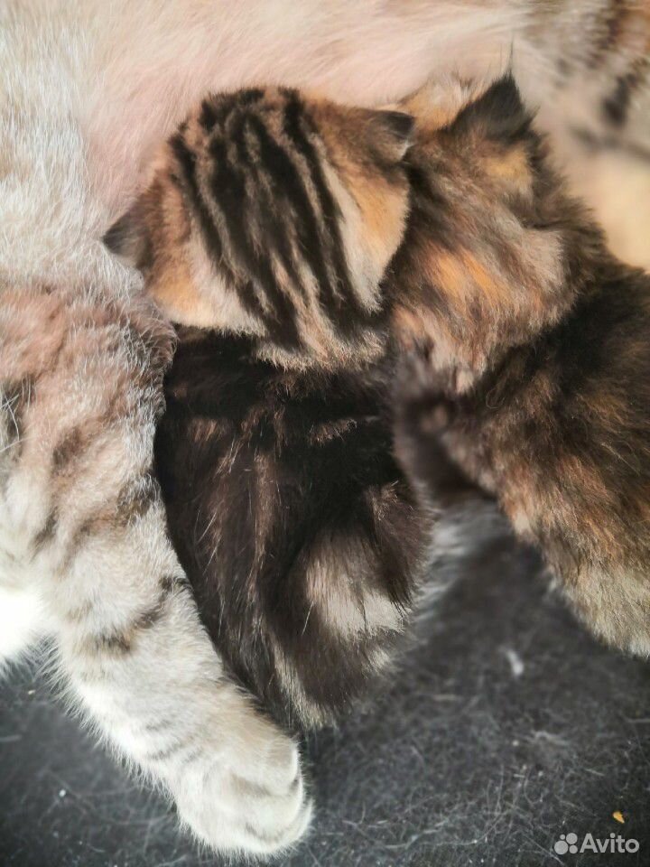 Котята