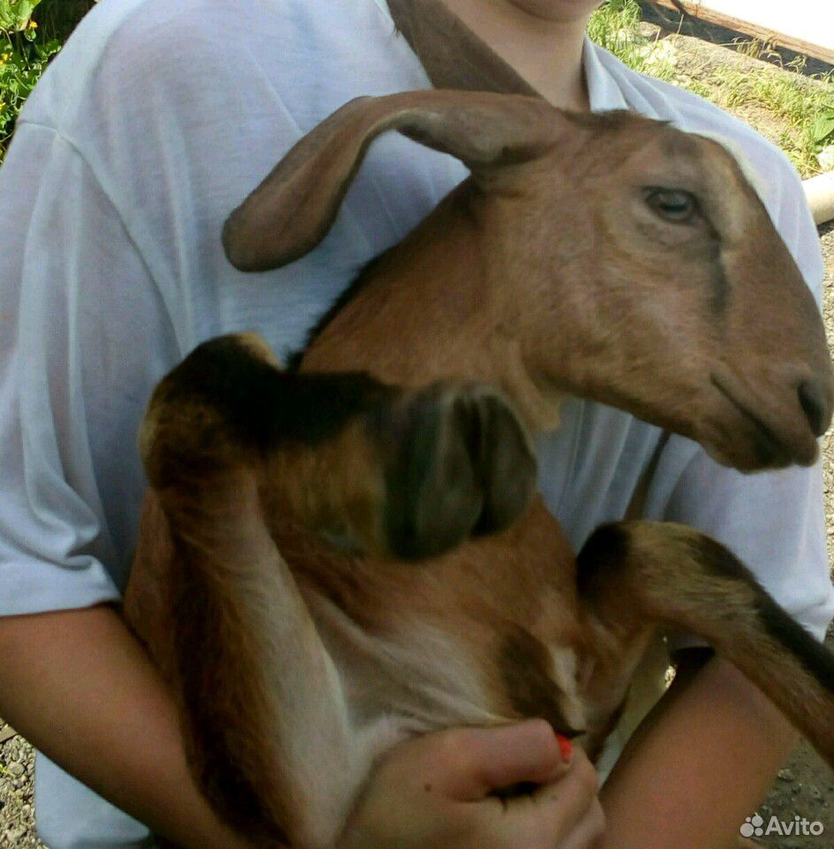 Козочки нубийские 27.04 родились