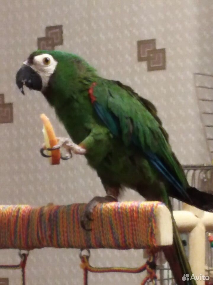 Попугай Ара Severa