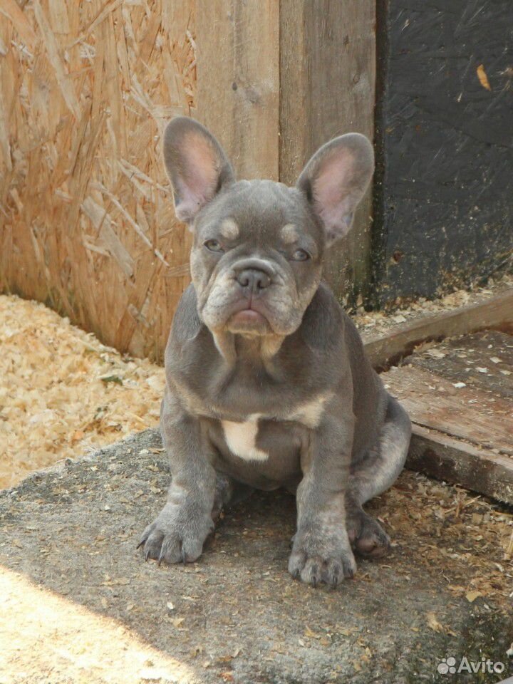 Девочка лилак тан