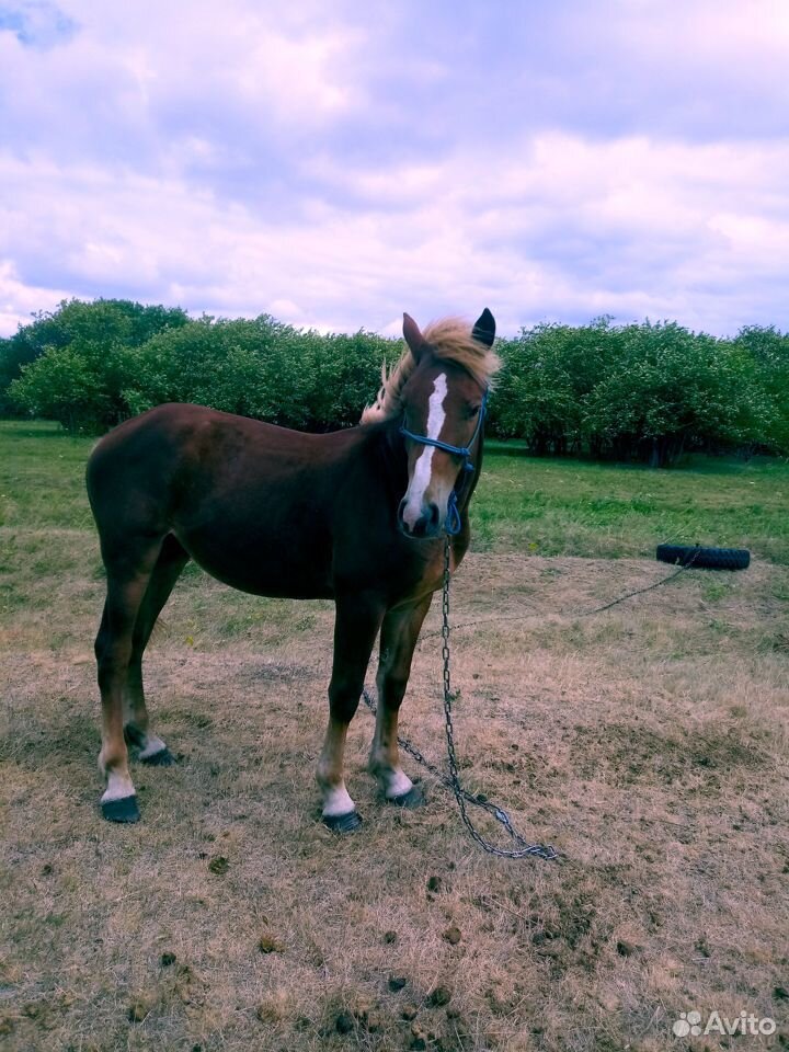 Руский тяжик