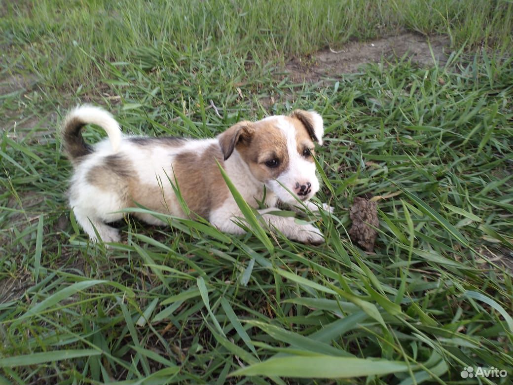 Ищет дом щенок мелкой Собачки Бьянка