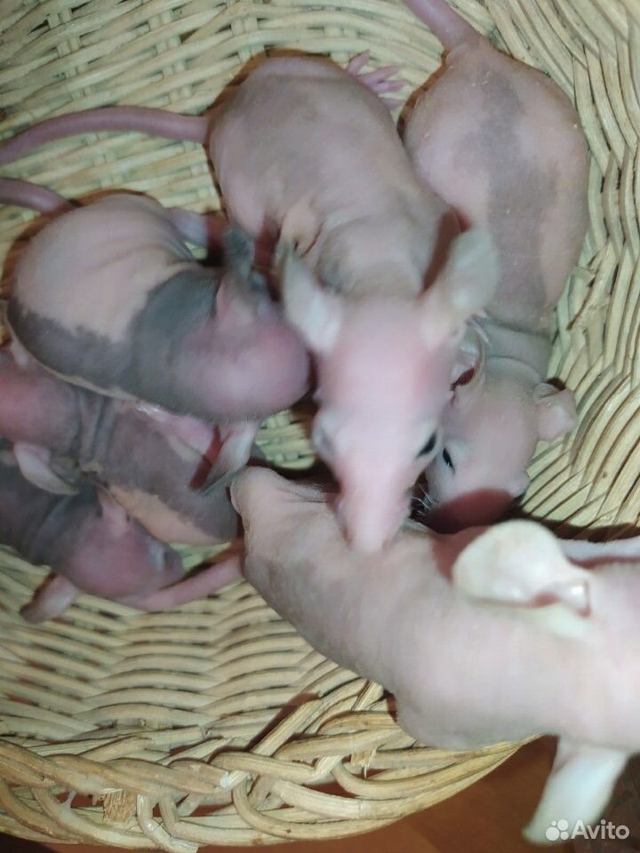 Крысятки сфинксы