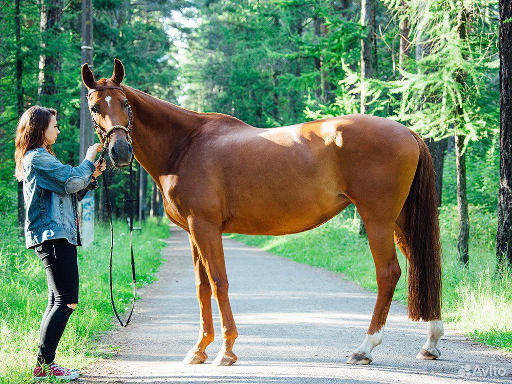 Тракененская кобыла