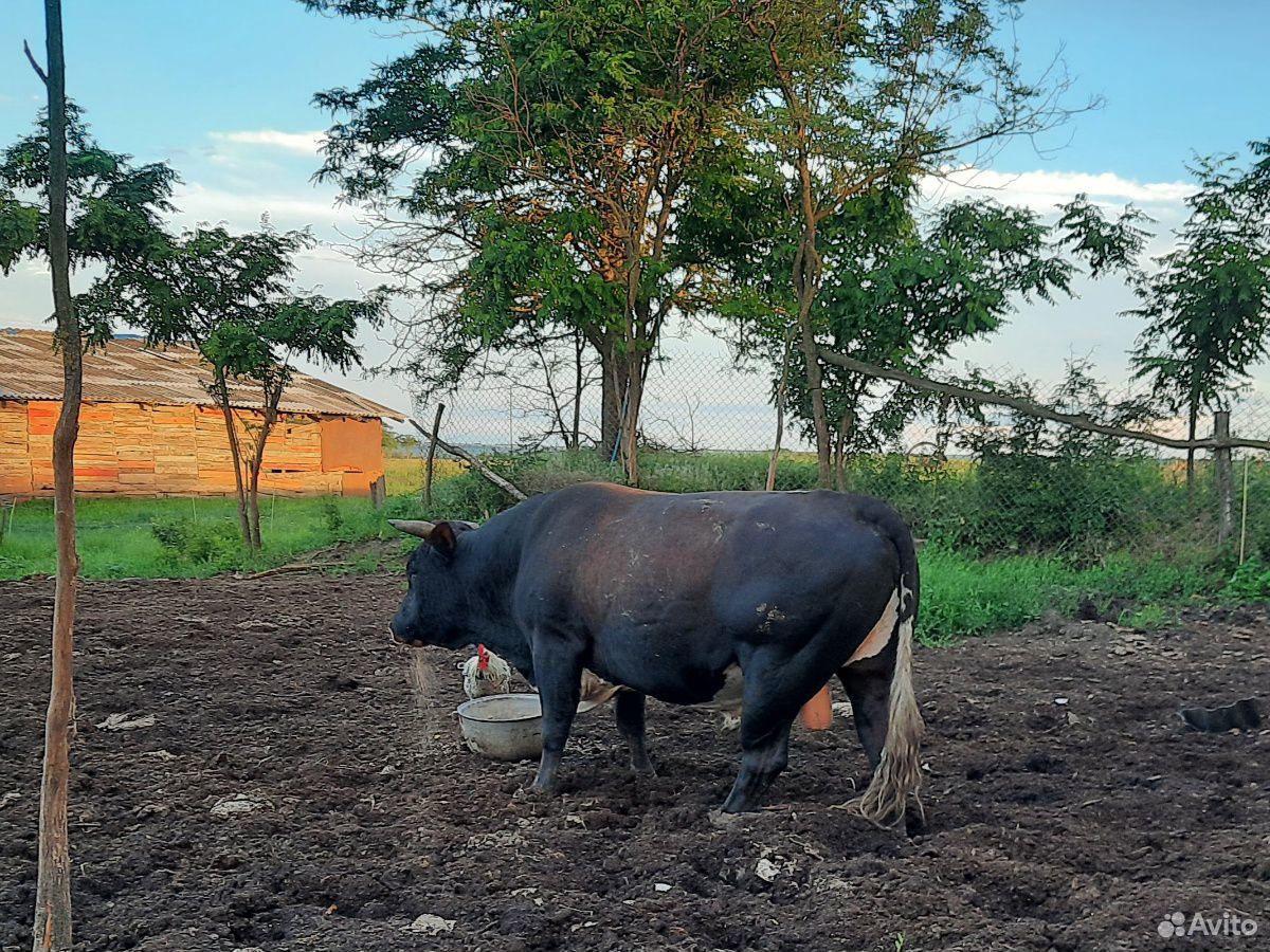 Бык для породы
