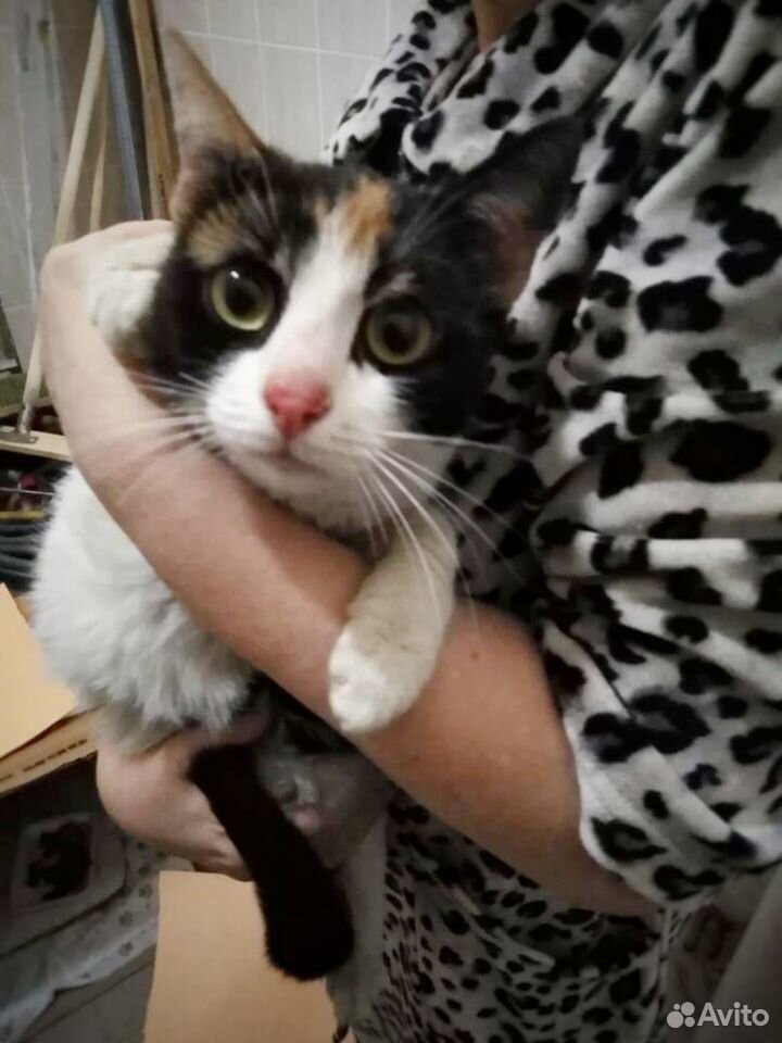 У Асюши есть 3 дня на поиск дома и мамы