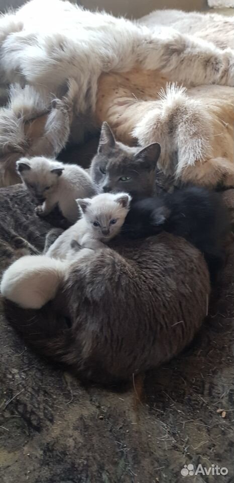 Котята в добрые руки