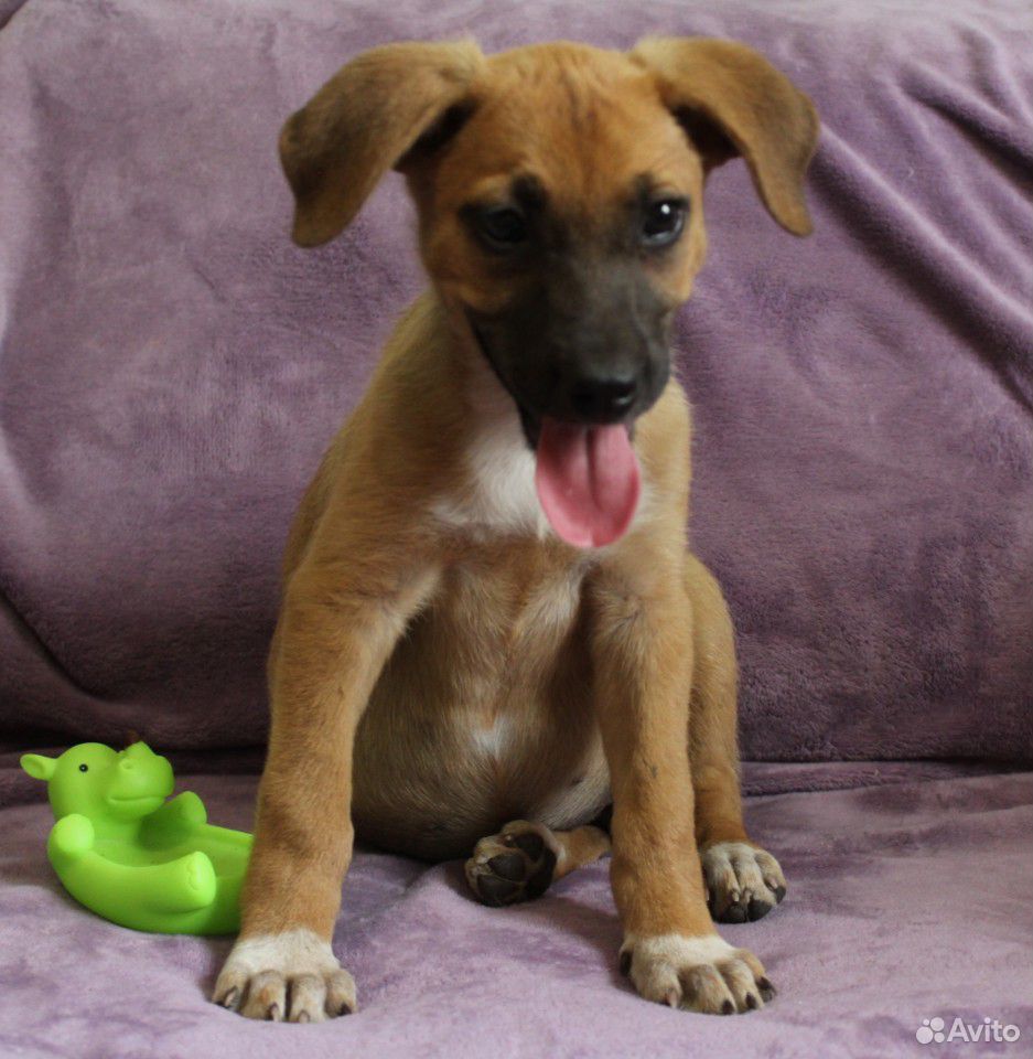 Кими в добрые руки