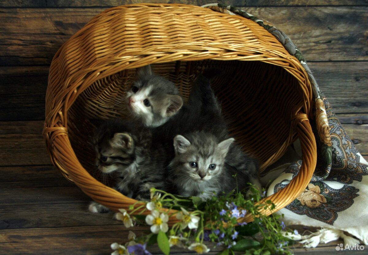 Котята сибирские из питомника