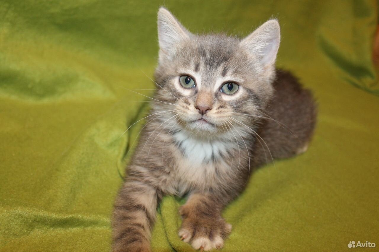Котенок Мята 2 мес