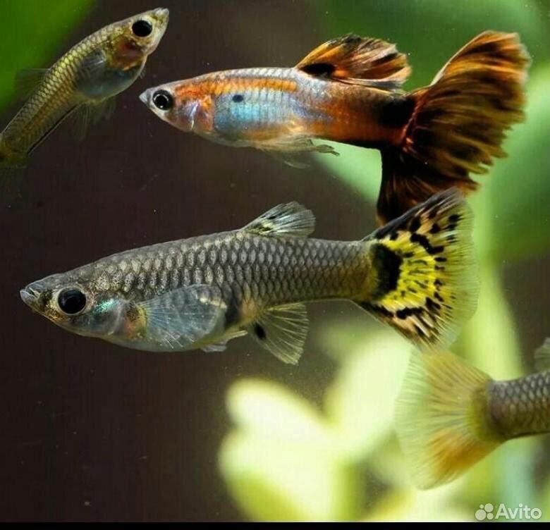 Гуппи обмен на меченосцев