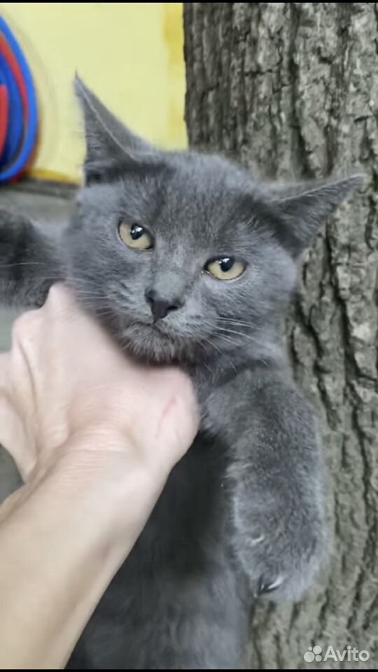 Русская голубая девочка котенок
