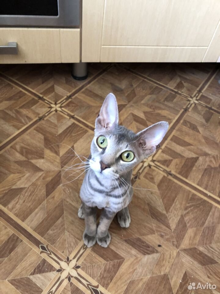 Донской сфинкс вязка кошечка