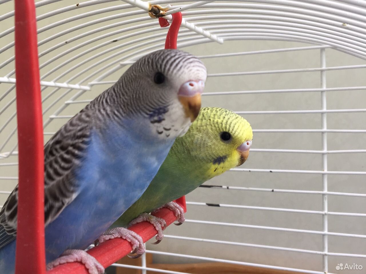 Попугай волнистые