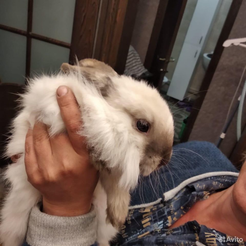 Декоративный кролик