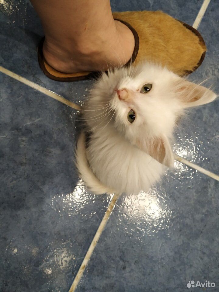 Котёнок Пушок, 1.5 мес