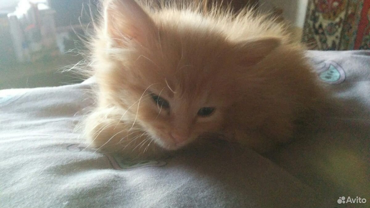 Котята