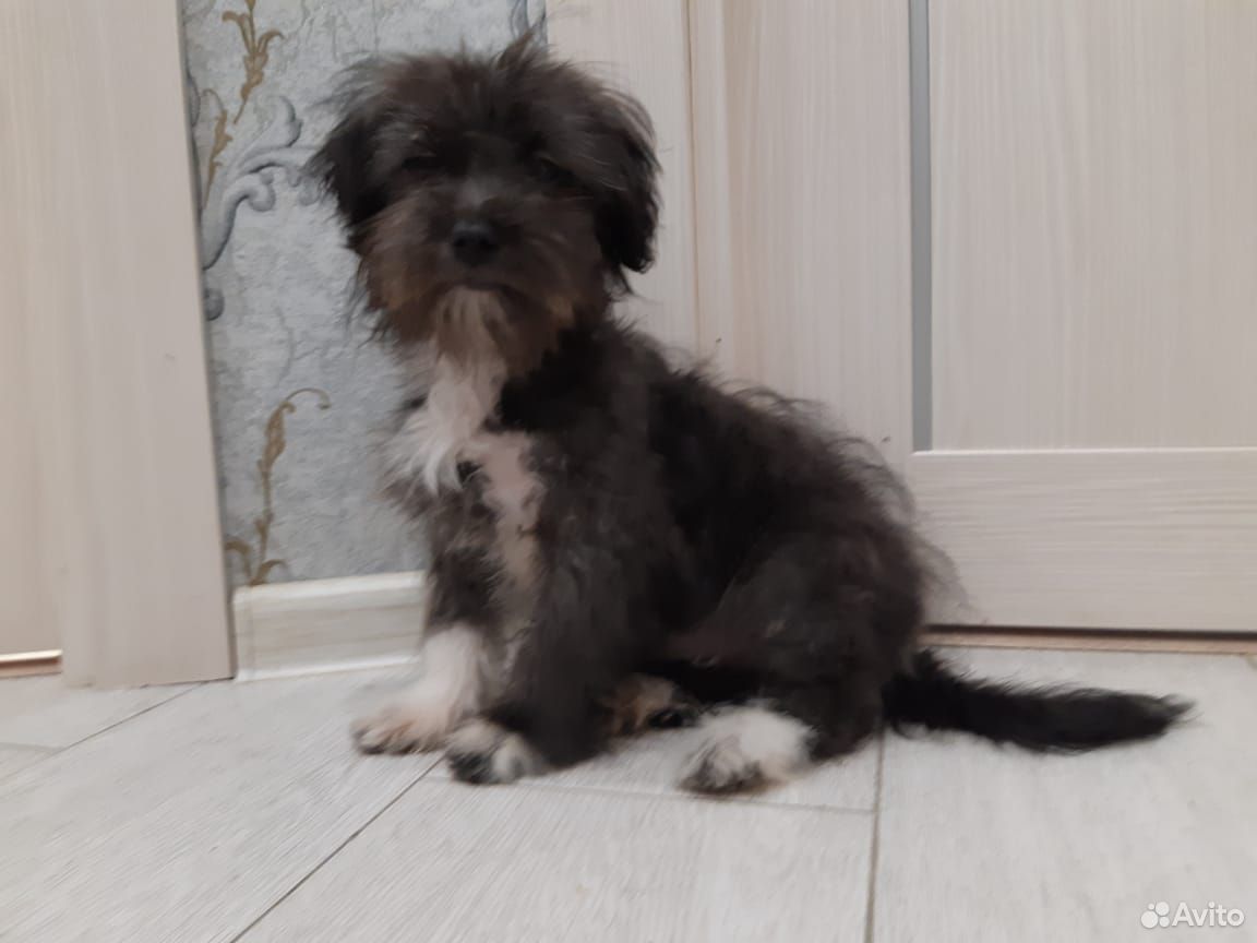 Девочка болонка