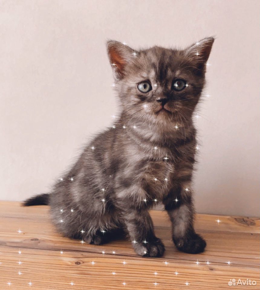 Шотландский котёнок Скоттиш страйт