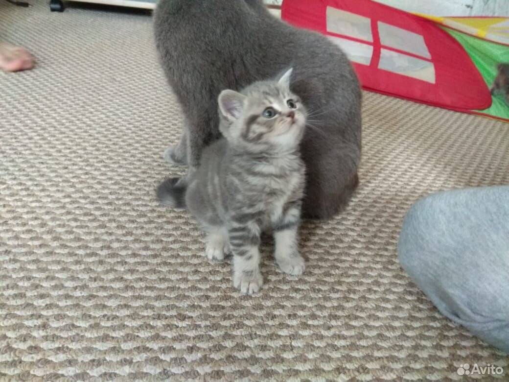 Британские котята