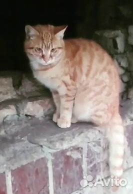 Милый,ласковый, Рыжик, потерявший свою семью