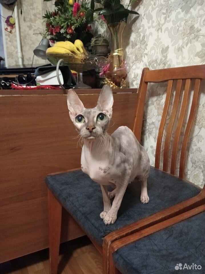 Кошка