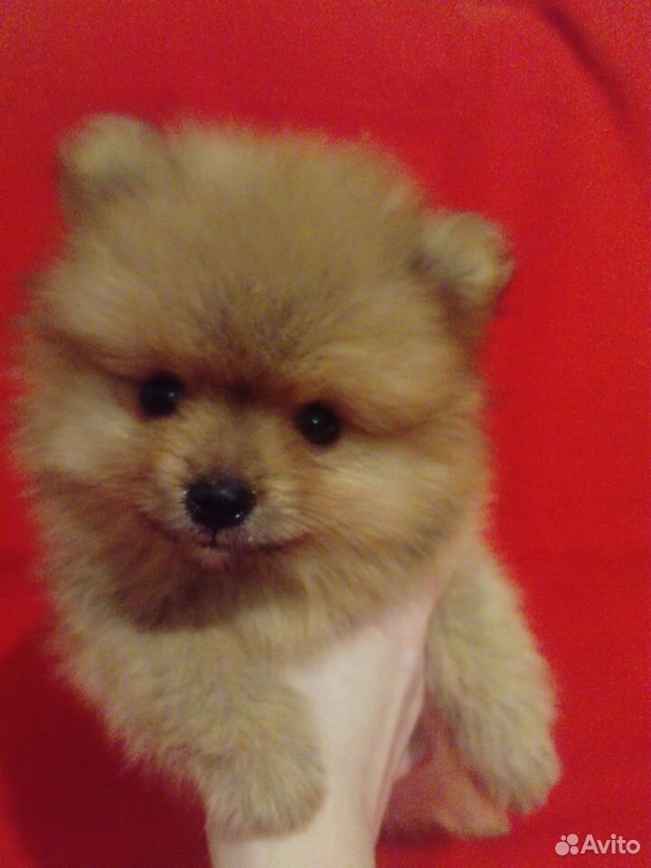 Мальчик померанского шпица мини с док-ми РКФ