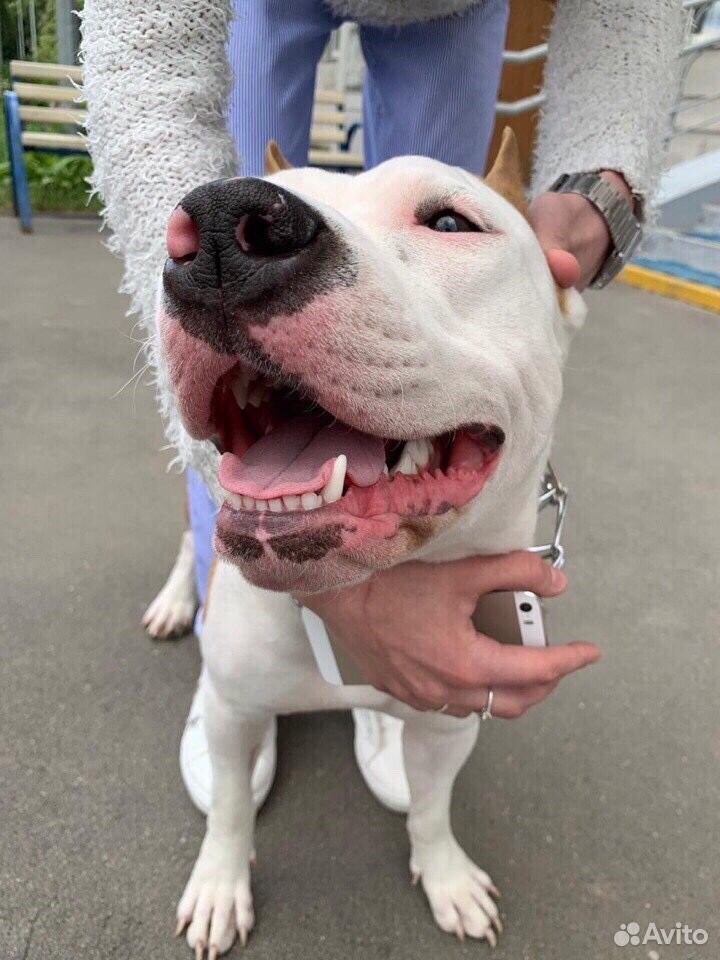 Стаффордширский терьер