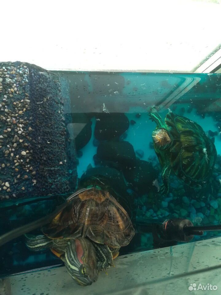 Красноухие черепахи(мальчик, девочка)