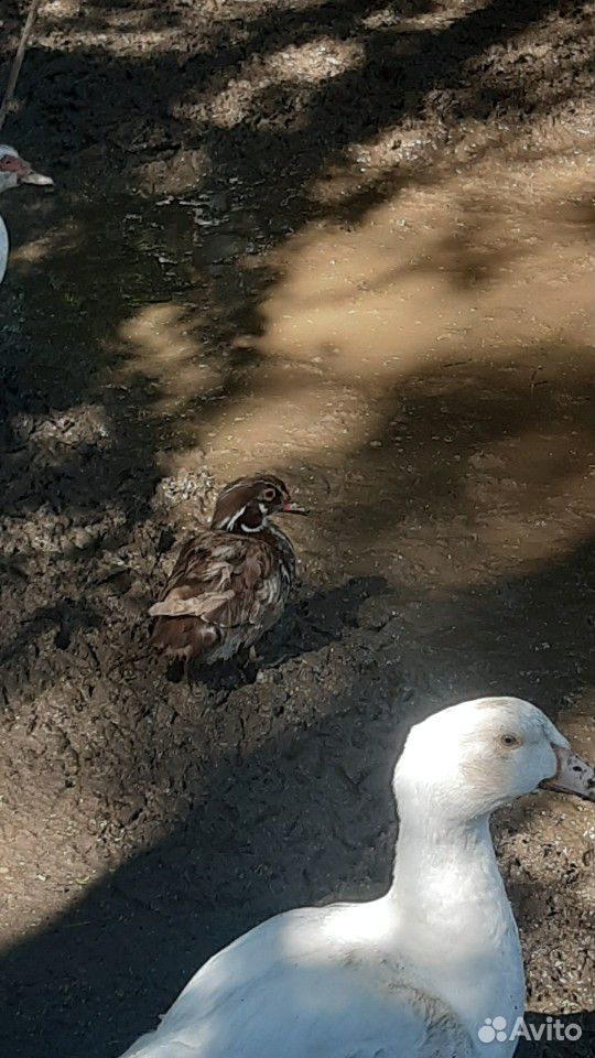 Каролинские утки