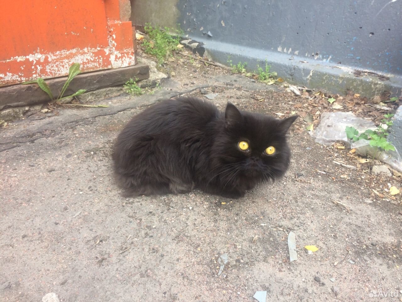 Персидский кот /кошка чёрный