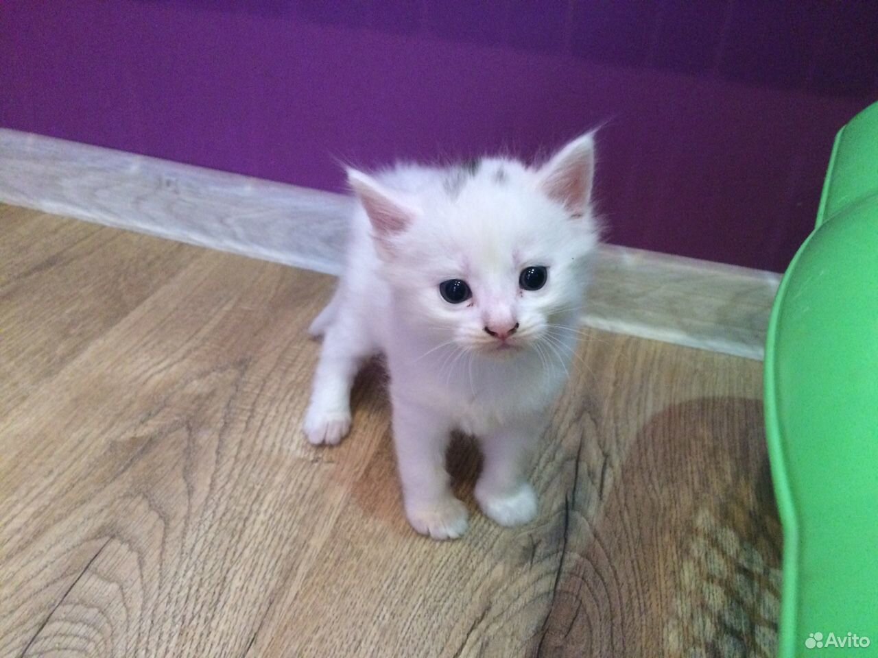 Котята Ангоры